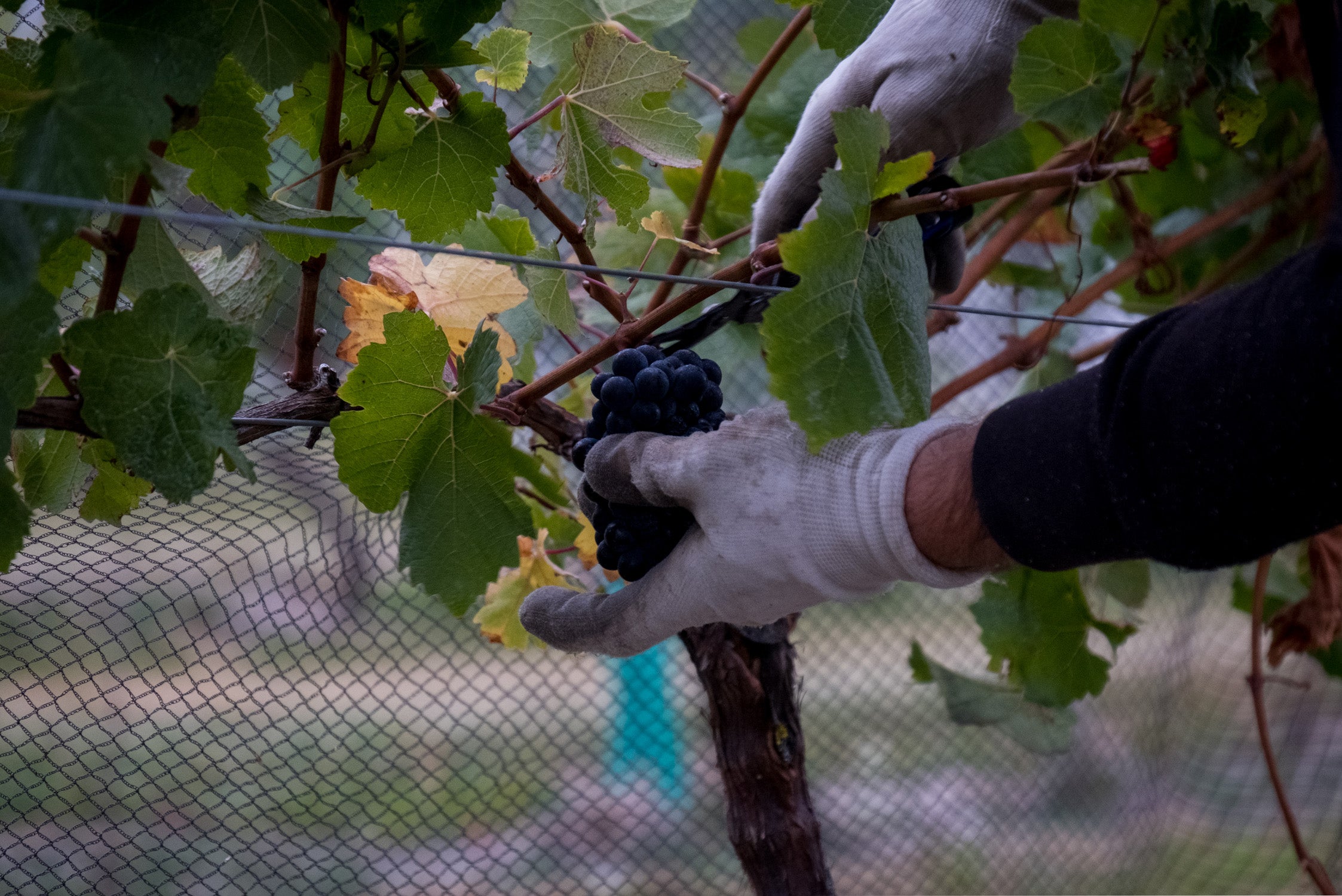 Dancing Water Winery, New Zealand – DWWNZ