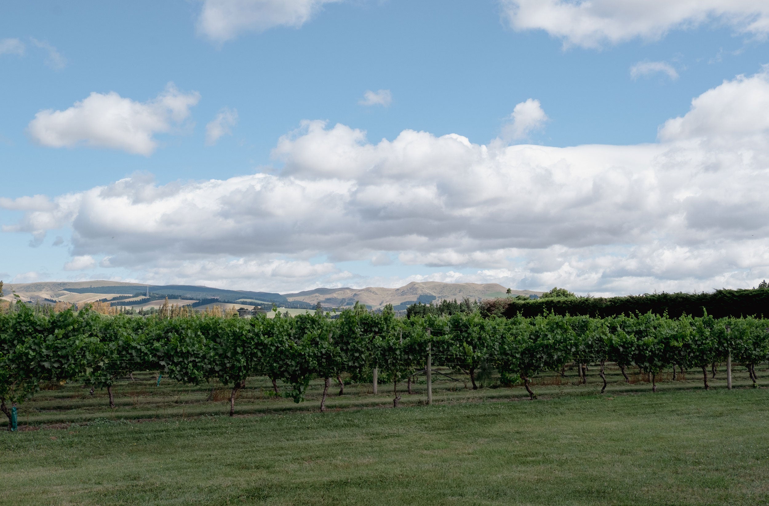 Dancing Water Winery, New Zealand – DWWNZ
